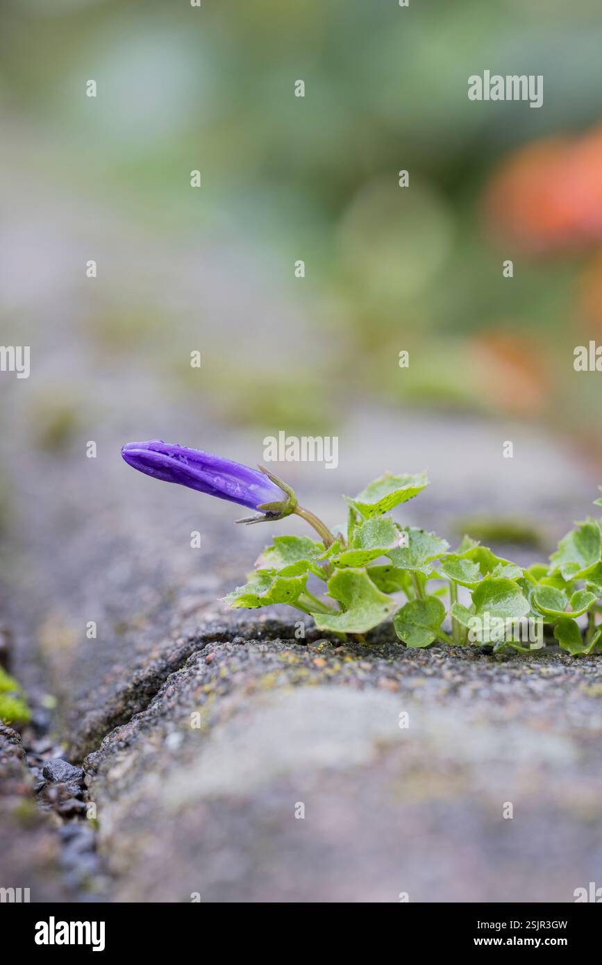 Adria bellflower (Campanula portenschlagiana Stock Photo - Alamy
