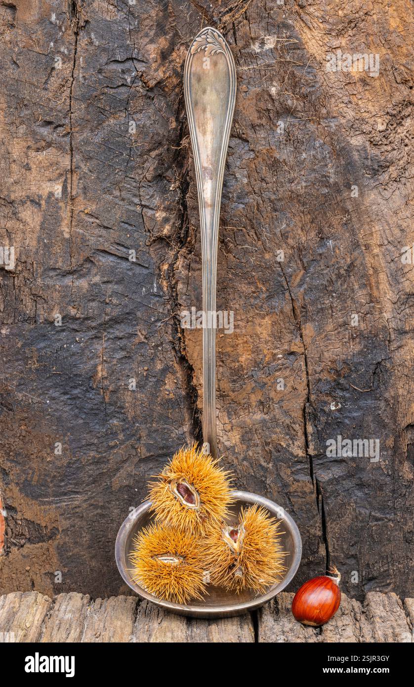 Chestnut in a prickly fruit shell in a ladle on wood Stock Photo - Alamy