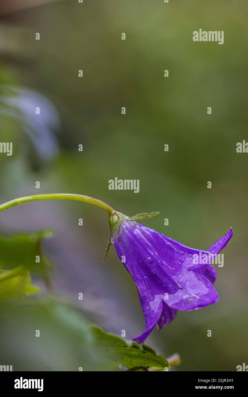 Adria bellflower (Campanula portenschlagiana Stock Photo - Alamy