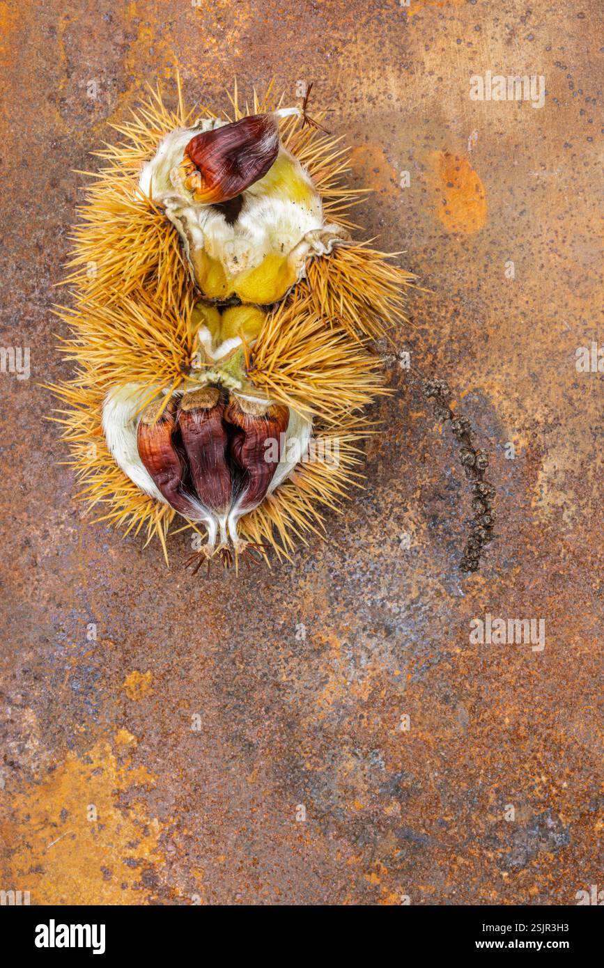 Sweet chestnut in a prickly fruit shell on a rusty background Stock ...