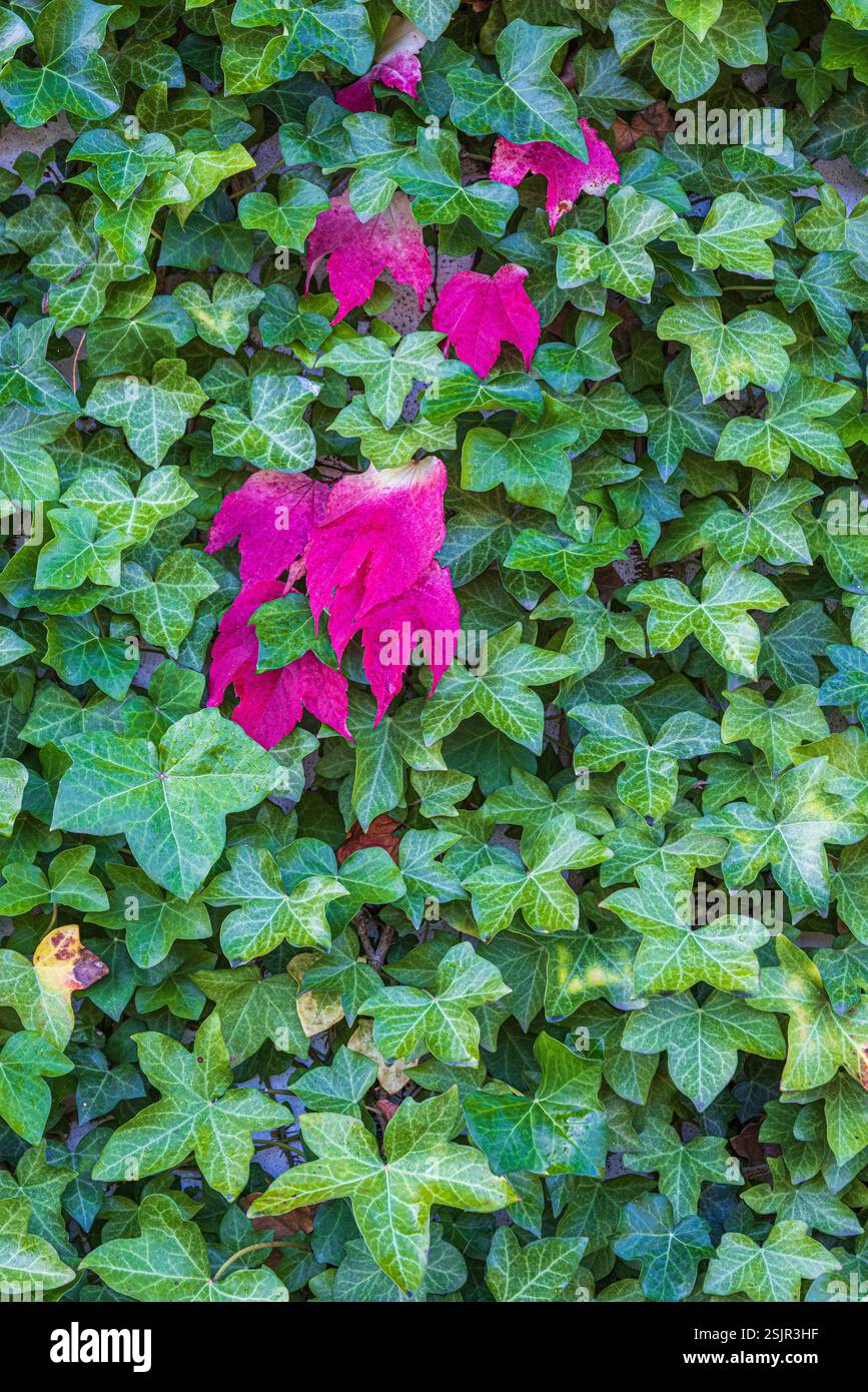 House wall overgrown with ivy between wild vines Stock Photo - Alamy