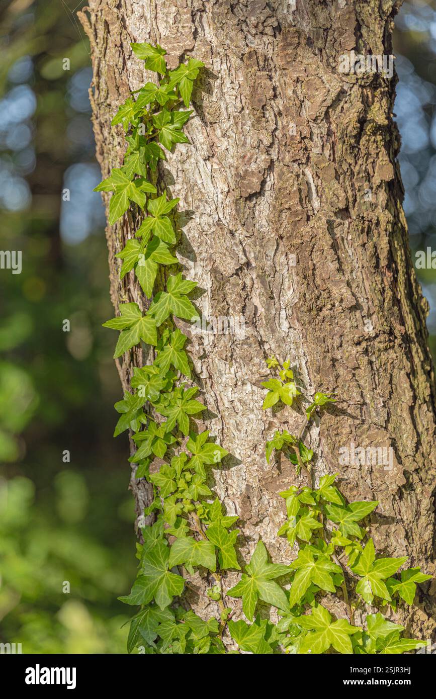 Tree trunk, common ivy, Hedera helix on bark Stock Photo - Alamy