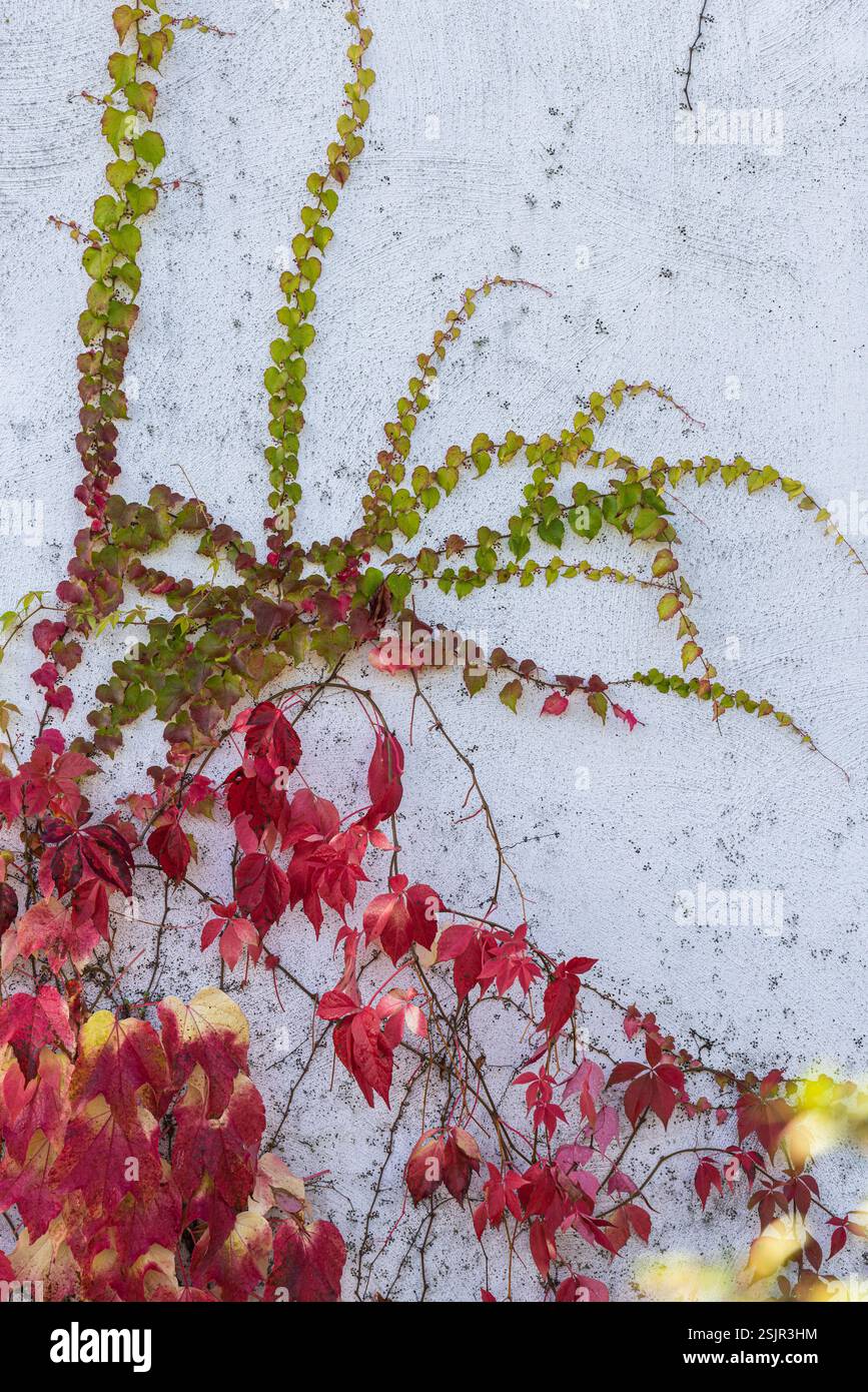 Discoloring leaves of the wild vine (Vitis vinifera subsp. sylvestris ...
