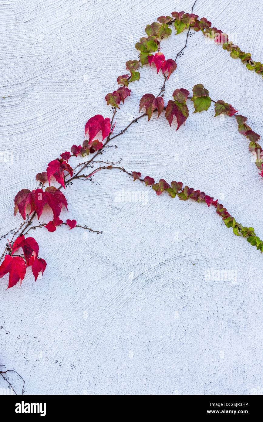 Discoloring leaves of the wild vine (Vitis vinifera subsp. sylvestris ...