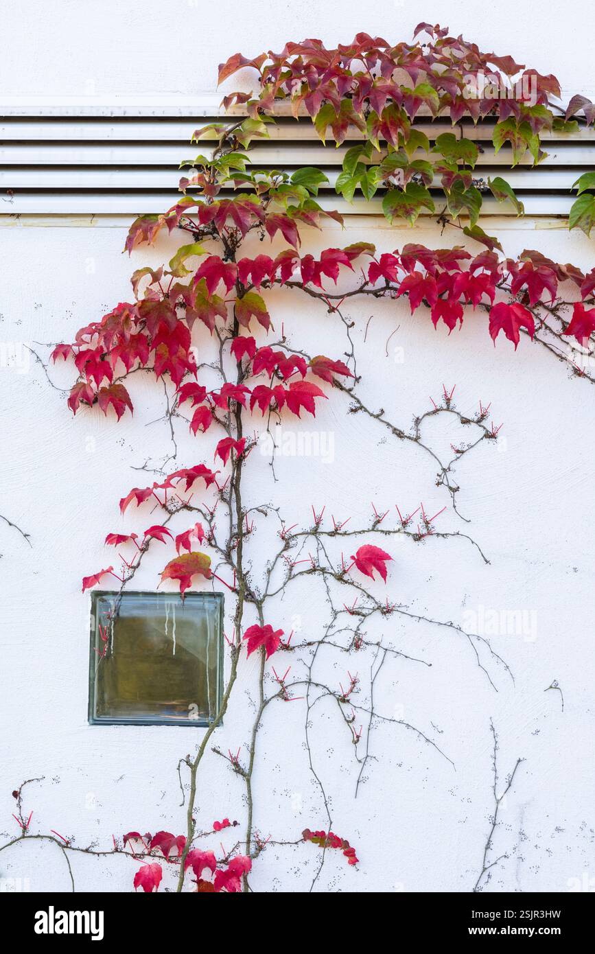 Discoloring leaves of the wild vine (Vitis vinifera subsp. sylvestris ...