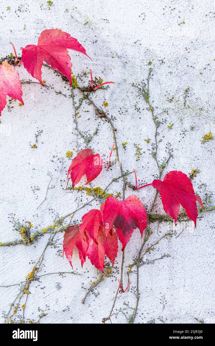 Discoloring leaves of the wild vine (Vitis vinifera subsp. sylvestris ...