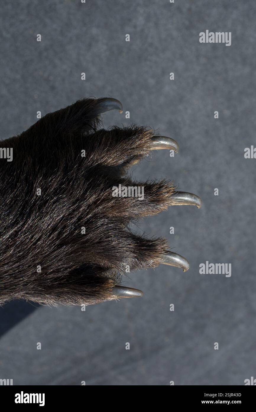 Black bears in natural hi-res stock photography and images - Alamy