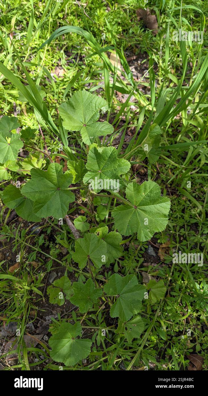 cheeseweed mallow (Malva parviflora), Plantae, Westwood, Los Angeles ...