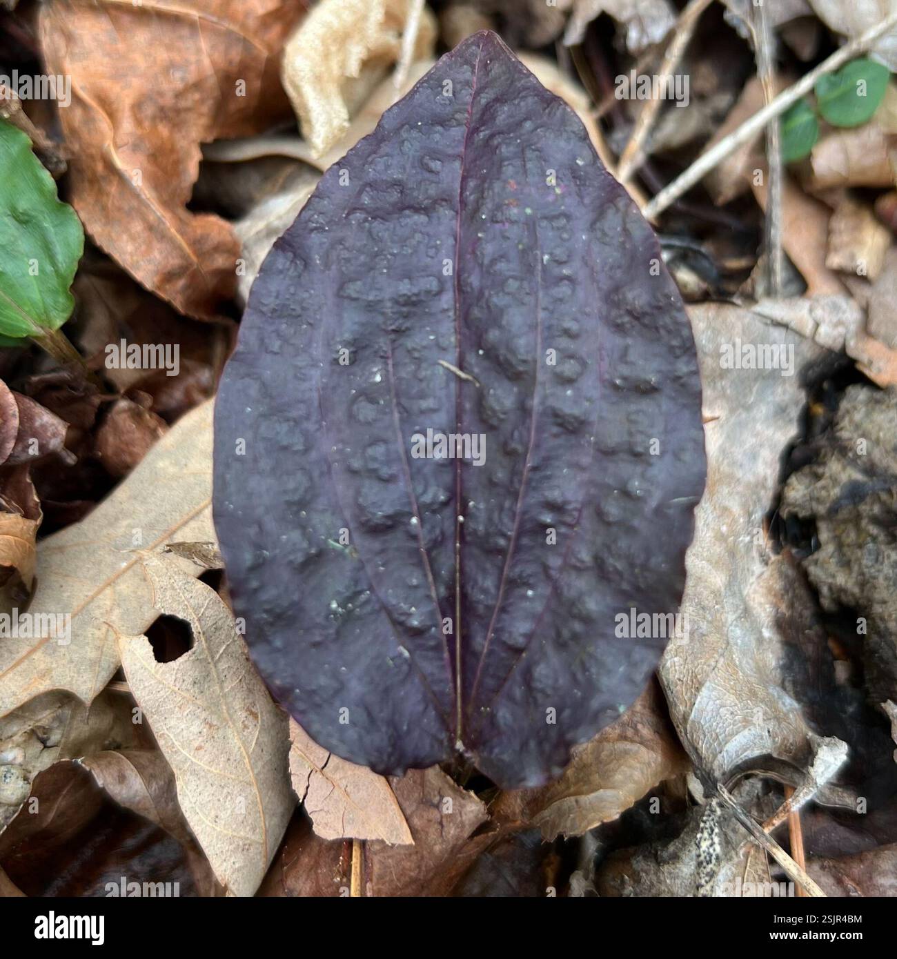 crane-fly orchid (Tipularia discolor), Plantae, Saint Marys City, MD ...