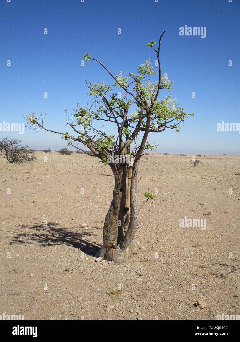 African Moringa (Moringa ovalifolia), Plantae, Erongo Region, Namibia ...