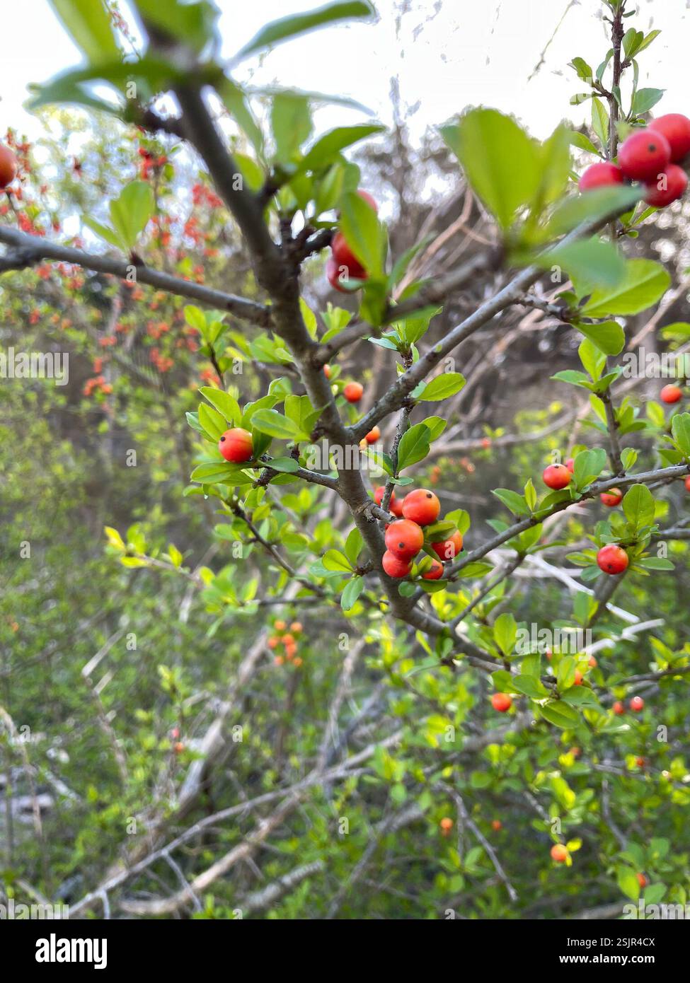 possumhaw (Ilex decidua), Plantae, Moody, TX, US Stock Photo - Alamy