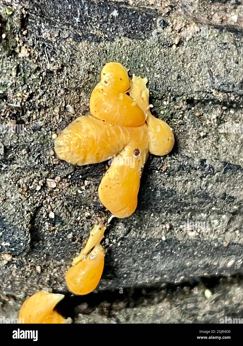 (Dacrymyces), Fungi, Julia Pfeiffer Burns State Park, Big Sur, CA, US ...