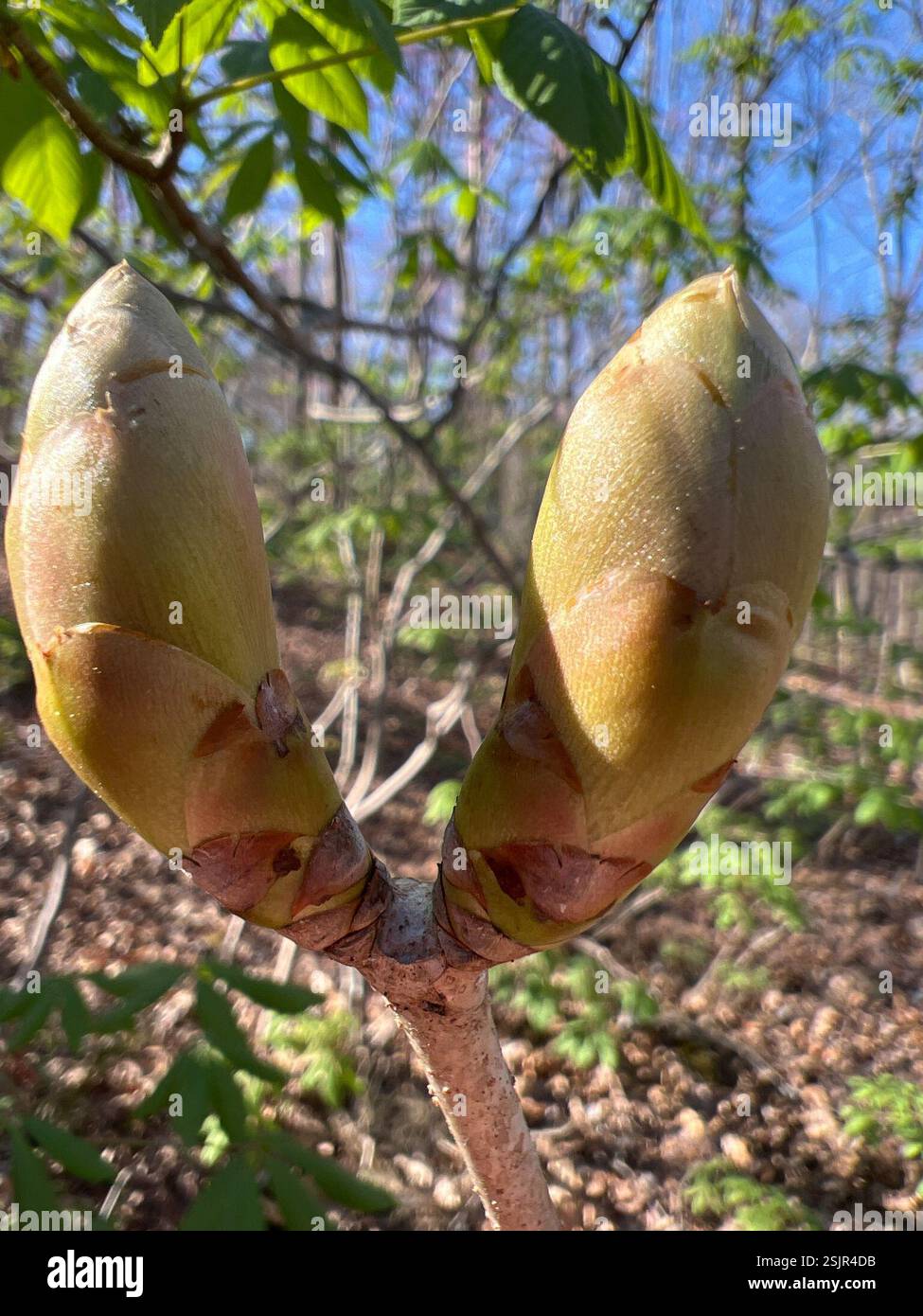 painted buckeye (Aesculus sylvatica), Plantae, Chapel Hill, NC, US ...