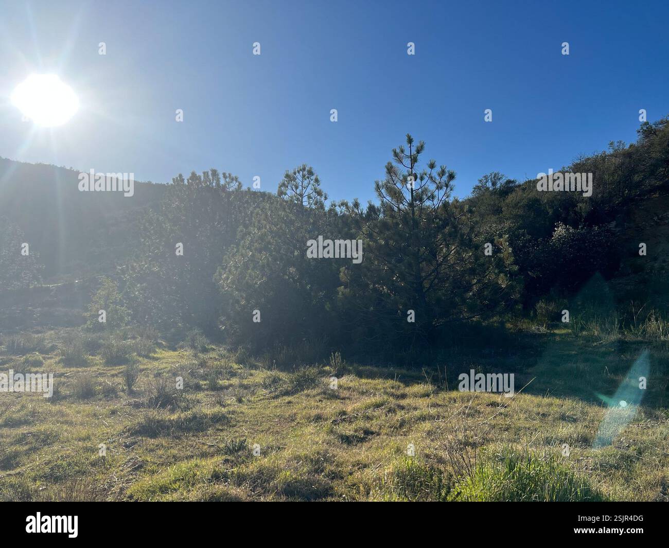 Coulter pine (Pinus coulteri), Plantae, Orange County, CA, USA Stock ...