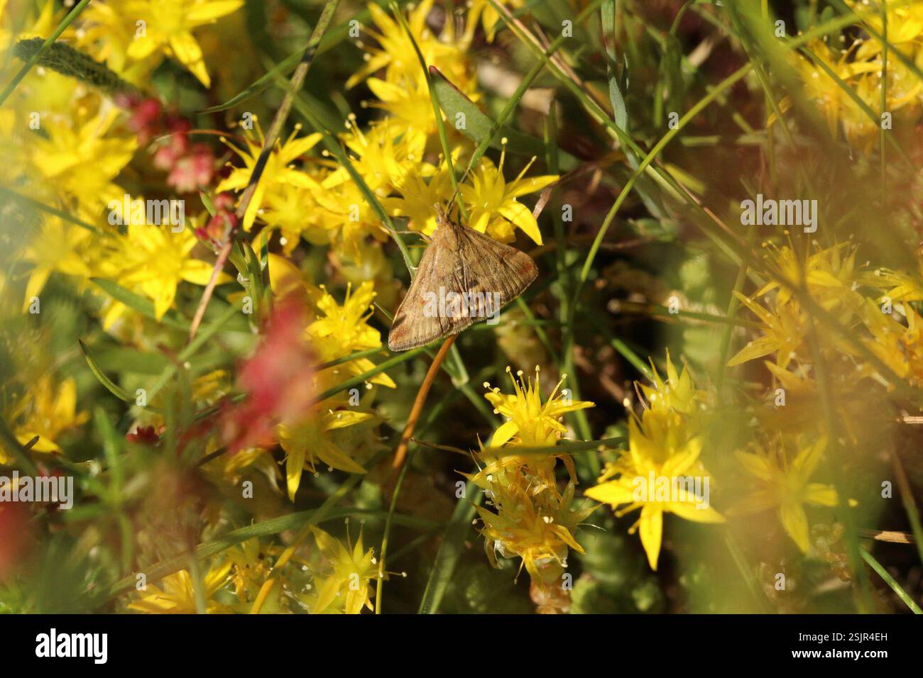 Straw-barred Pearl (Pyrausta despicata), Insecta, 8400 Ebeltoft ...