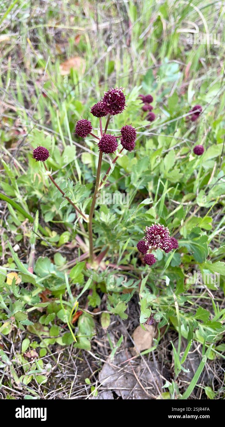Purple Sanicle (Sanicula bipinnatifida), Plantae, Fort Ord National ...