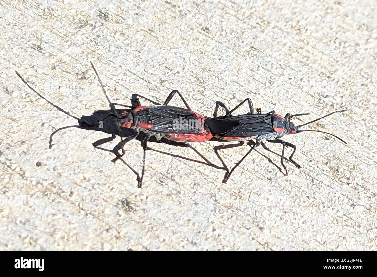 Red-shouldered Bug (Jadera haematoloma), Insecta, Yolo County, US-CA ...
