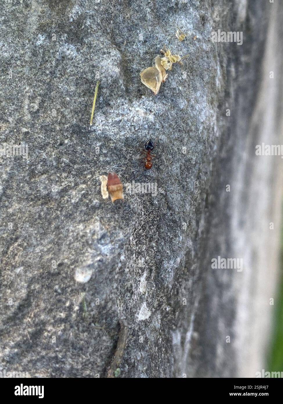 Shiny Acrobat Ant (Crematogaster laeviuscula), Insecta, Roy G. Guerrero ...
