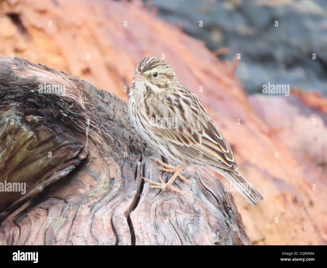 Savannah Sparrow (Passerculus sandwichensis), Aves, Fairfield, Victoria ...