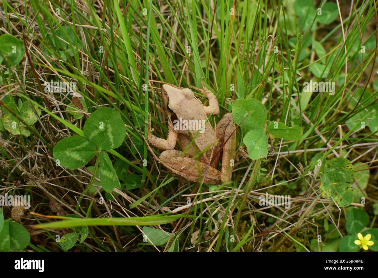 Pond Frogs (Rana), Amphibia, 中国贵州省黔南布依族苗族自治州龙里县 Stock Photo - Alamy