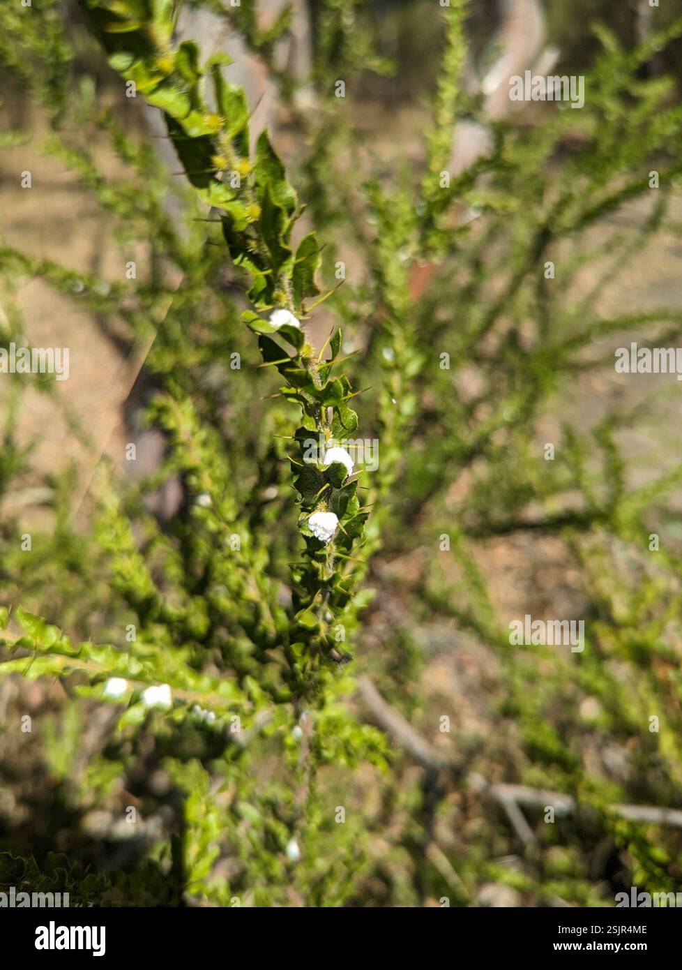 Kangaroo thorn (Acacia paradoxa), Plantae, Greenvale VIC 3059 ...