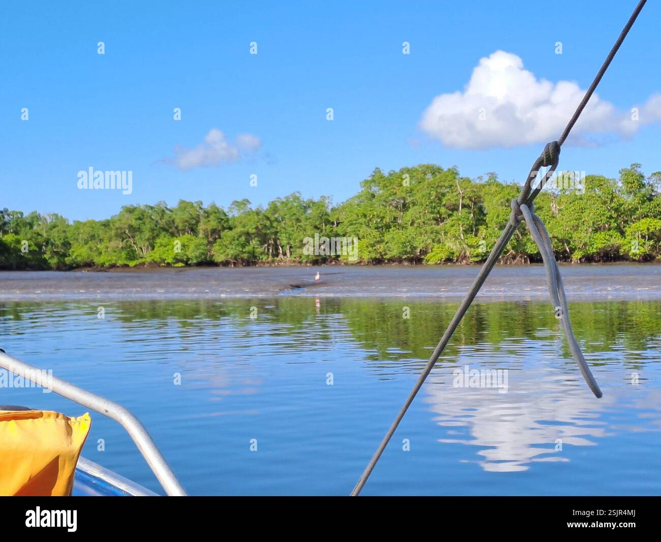 Roseate Spoonbill (Platalea ajaja), Aves, Cananéia, BR-SP, BR Stock ...