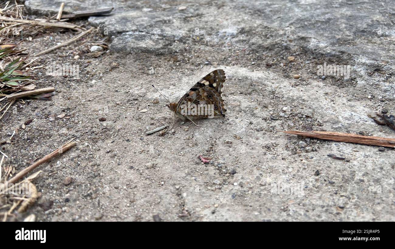 Painted Lady (Vanessa cardui), Insecta, Sohiong, East Khasi Hills, ML ...