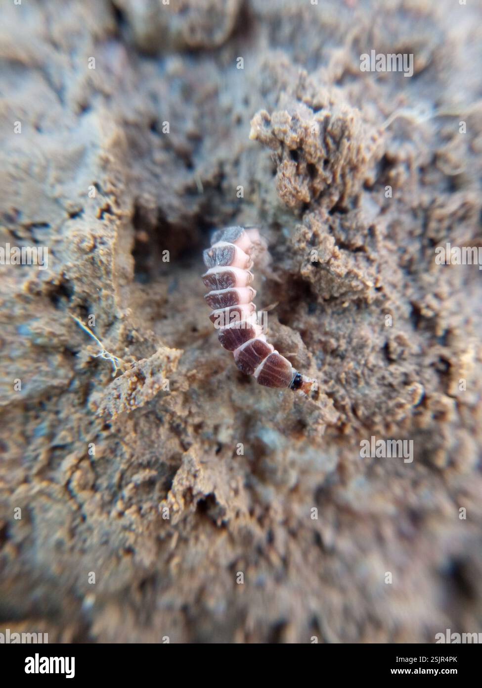 Lesser Black Glow-worm (Phosphaenus hemipterus), Insecta, 38690 ...