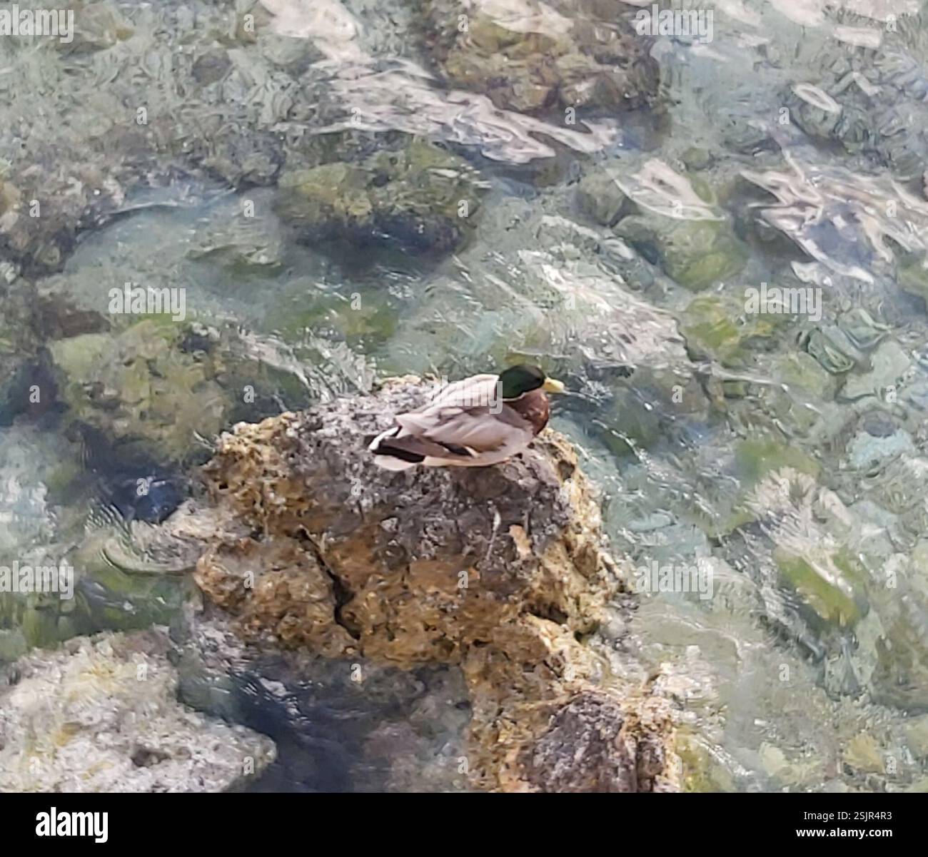 Mallard (Anas platyrhynchos), Aves, X95V+8X8, St Paul's Bay, Malta ...