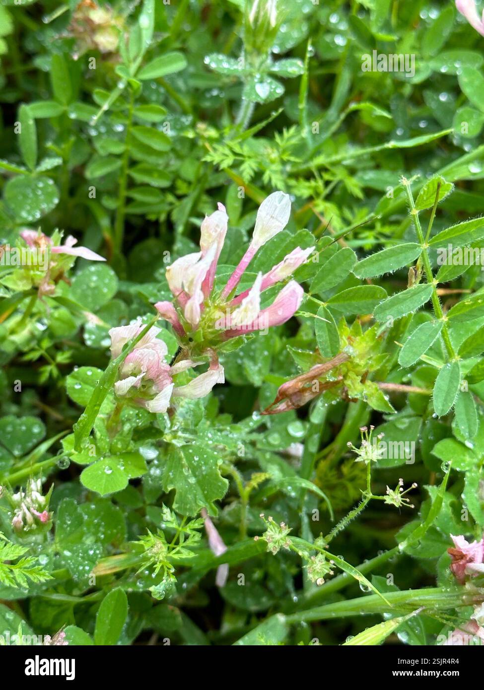 Shield Clover (Trifolium clypeatum), Plantae, Nazareth, Northern ...