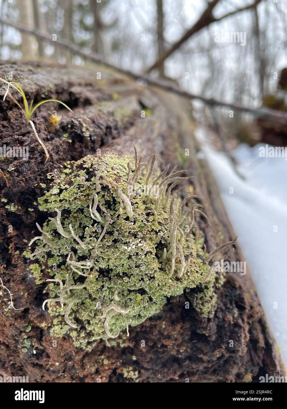 Common Powderhorn (Cladonia coniocraea), Fungi, MacGregor Point ...