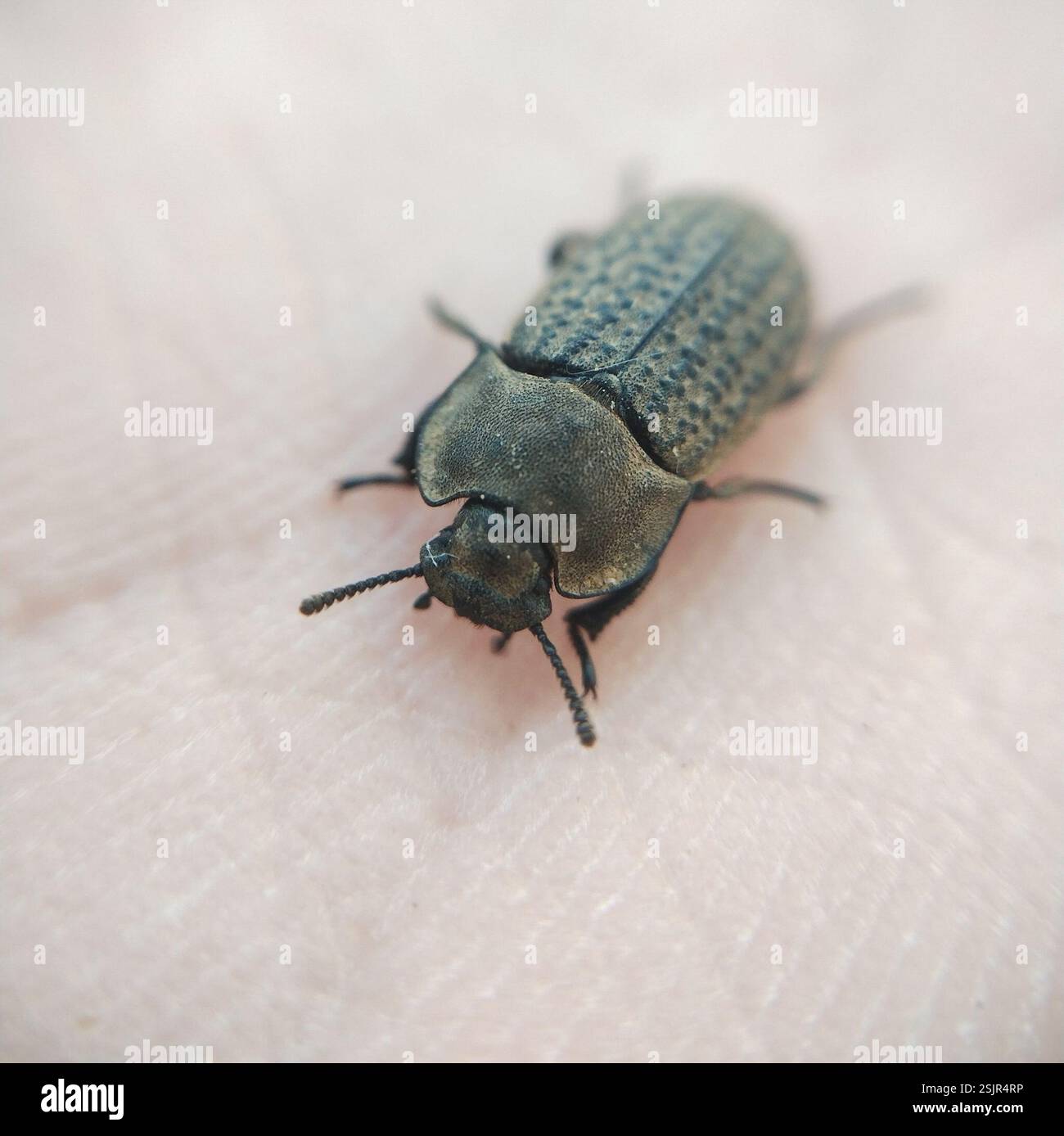 (Opatrum sabulosum), Insecta, 1137 Pancharevo, Bulgaria Stock Photo - Alamy