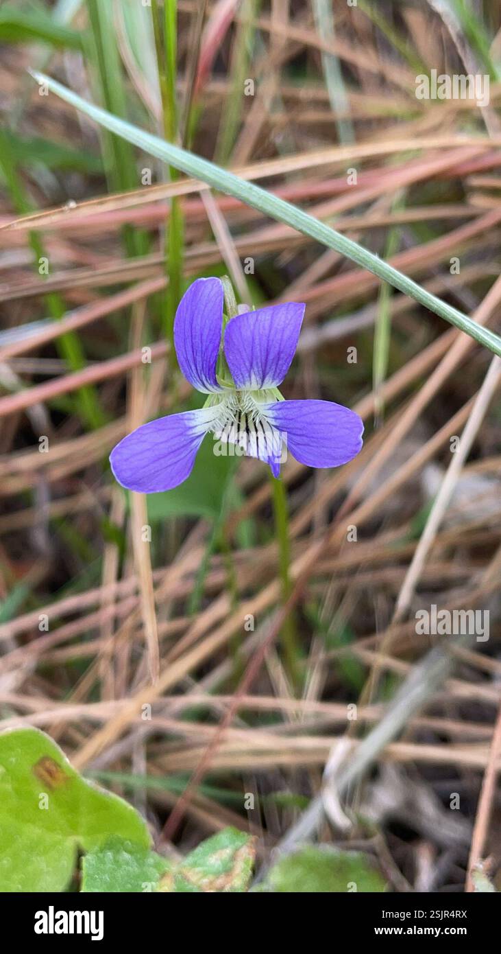 Viola myers hi-res stock photography and images - Alamy