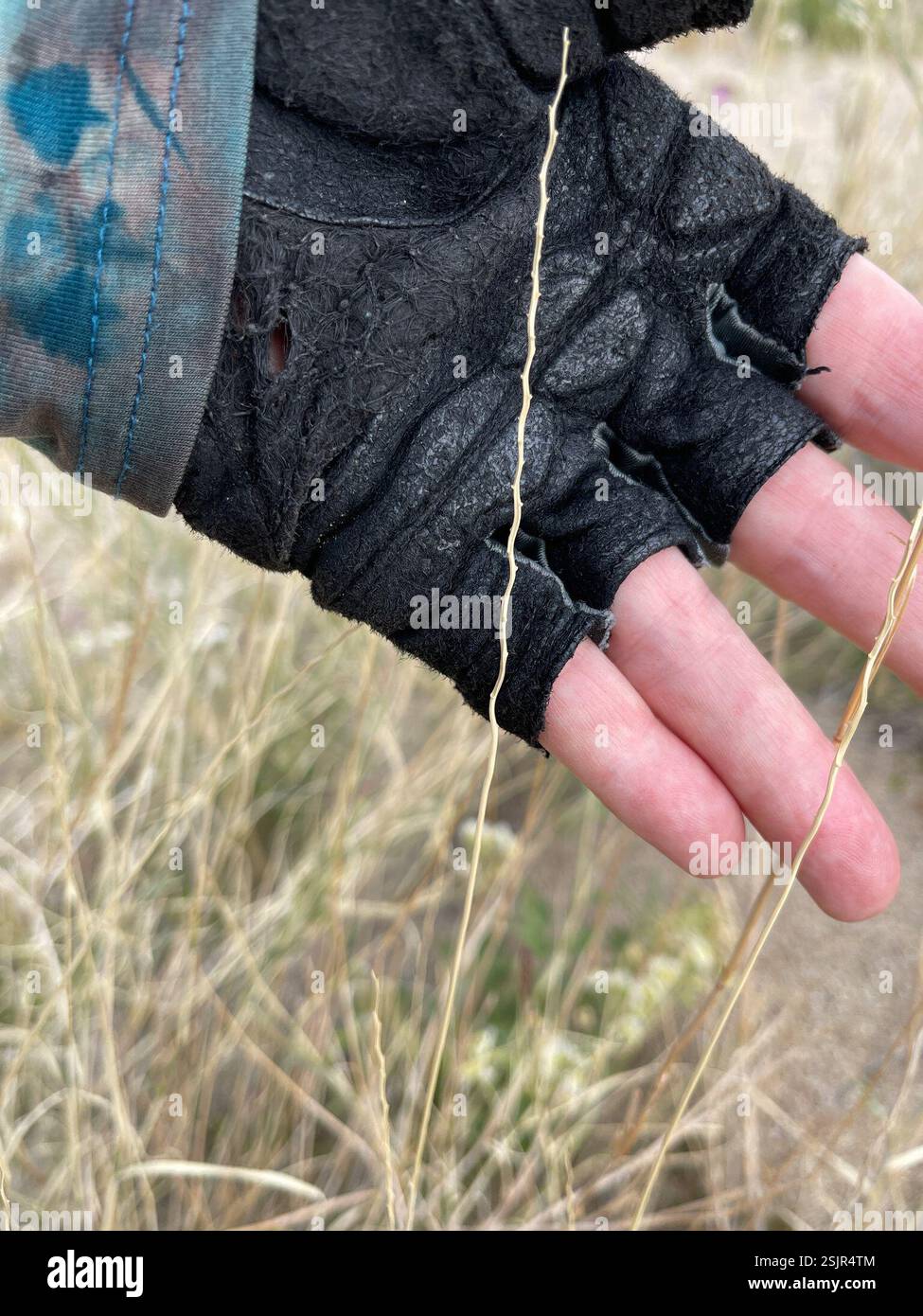 Big Galleta (Hilaria rigida), Plantae, Whip Dr, Borrego Springs, CA, US ...