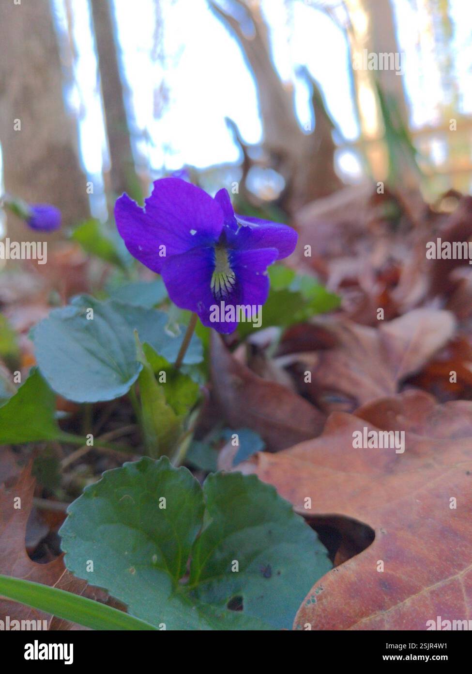 common blue violet (Viola sororia), Plantae, Bradfield Farms, Charlotte ...