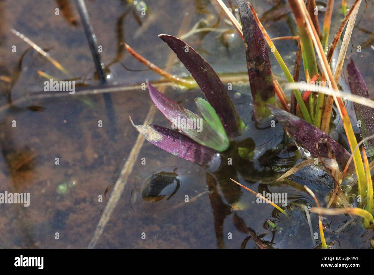 blue-eyed grasses (Sisyrinchium), Plantae, Lane, Oregon, United States ...