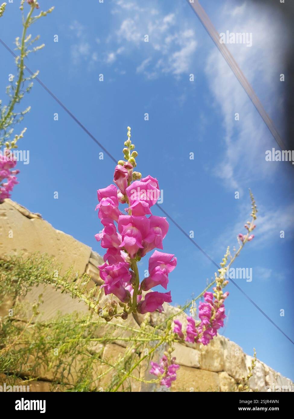 greater snapdragon (Antirrhinum tortuosum), Plantae, Dinglis, Malta ...
