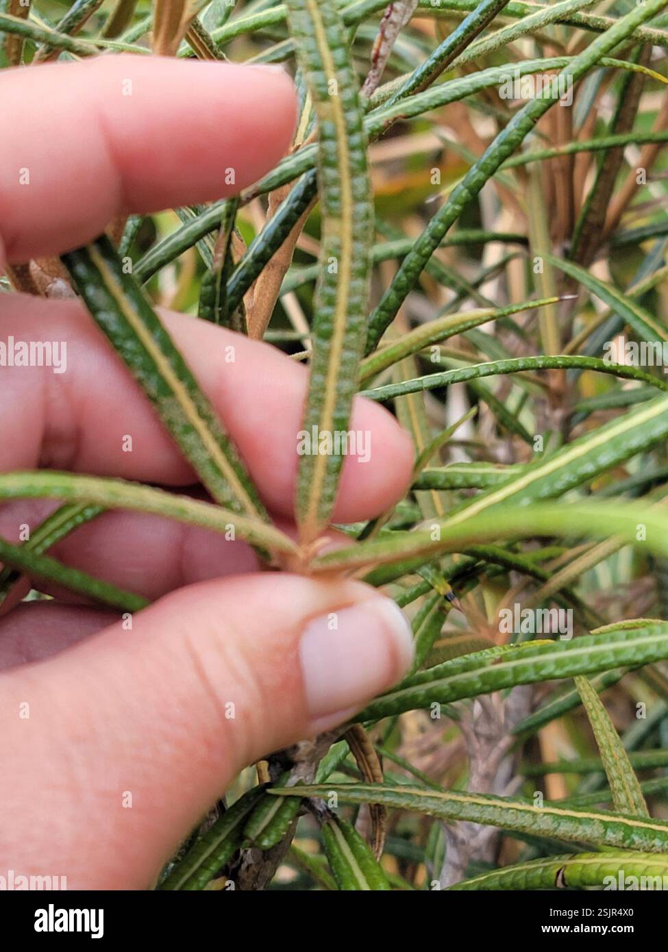 Lancewood tree daisy (Olearia lacunosa), Plantae, 7072, New Zealand ...