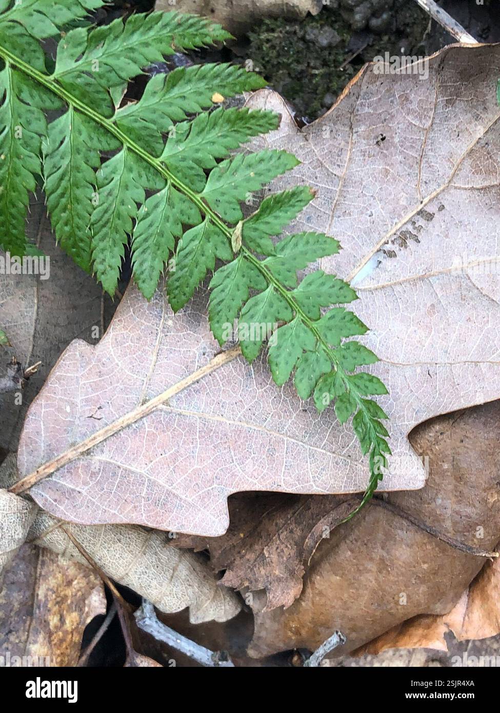 soft shield fern (Polystichum setiferum), Plantae, Forest Farm Country ...