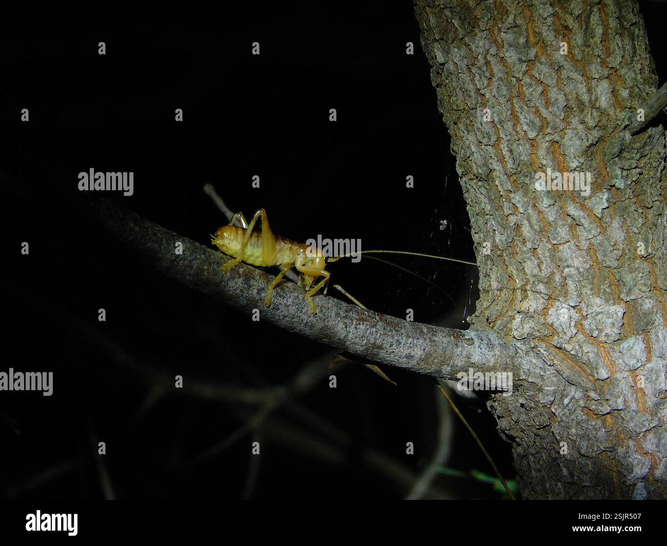 Raspy Crickets (Gryllacrididae), Insecta, Hobart TAS, Australia Stock ...