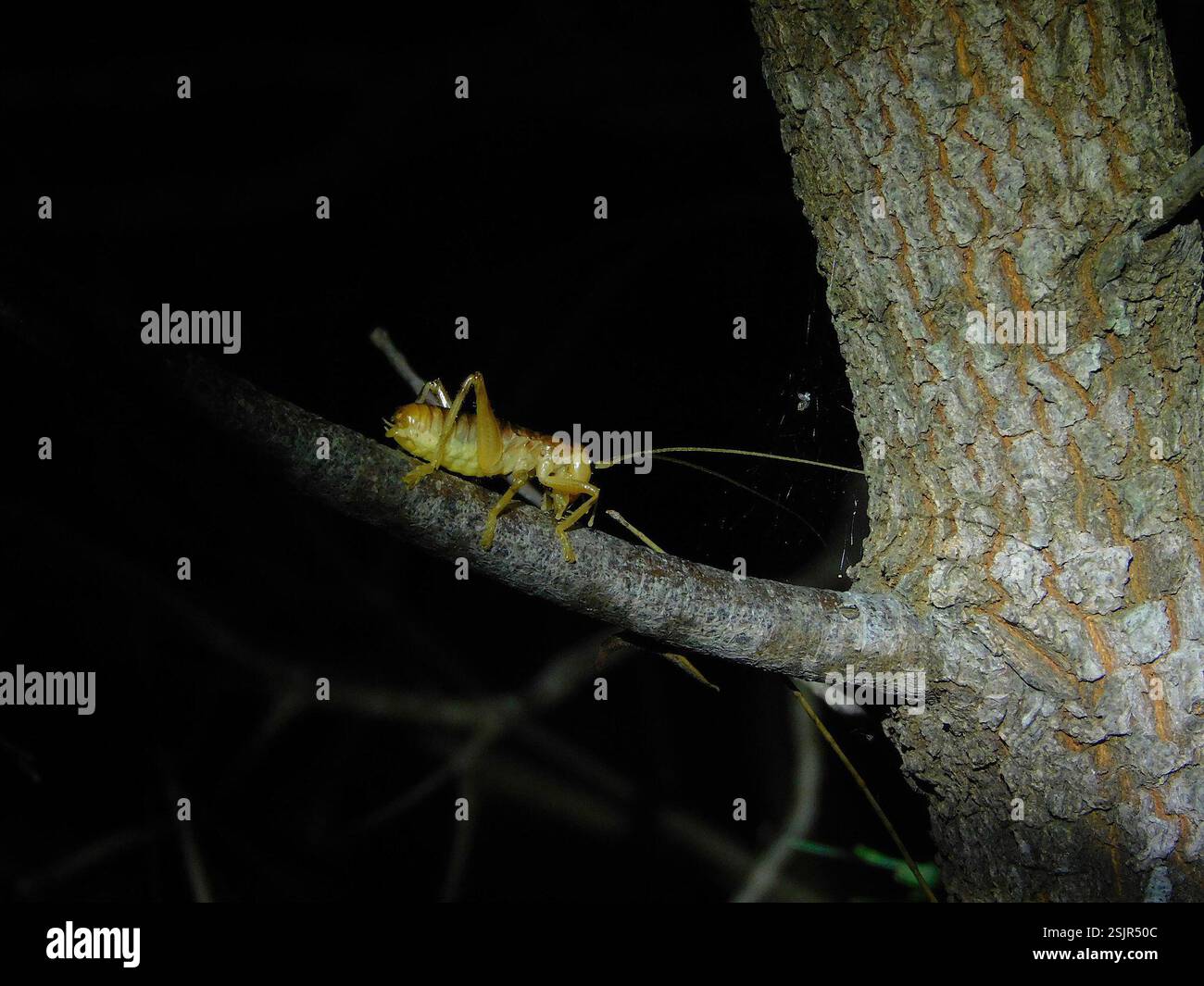 Raspy Crickets (Gryllacrididae), Insecta, Hobart TAS, Australia Stock ...