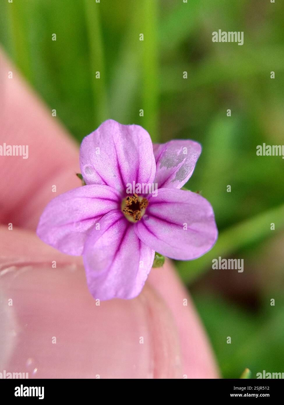 Mediterranean Stork's-bill (Erodium botrys), Plantae, California State ...
