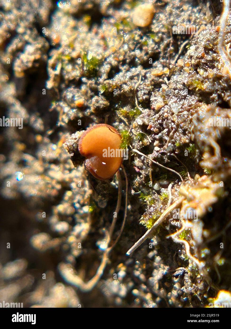 Operculate Ascomycetes (Pezizomycetes), Fungi, Monaña de Oro State Park ...