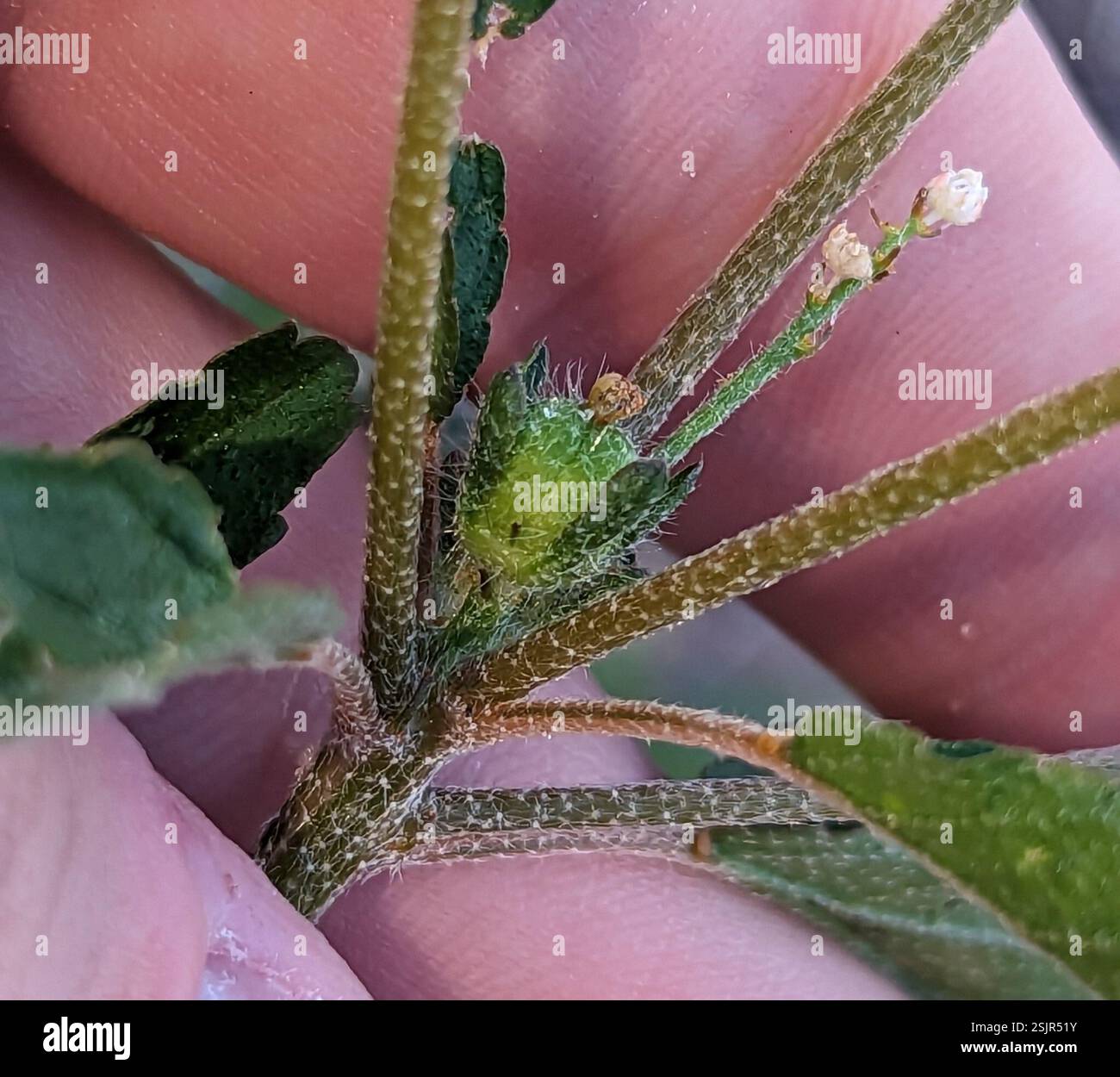 sand croton (Croton glandulosus septentrionalis), Plantae, Brooksville ...
