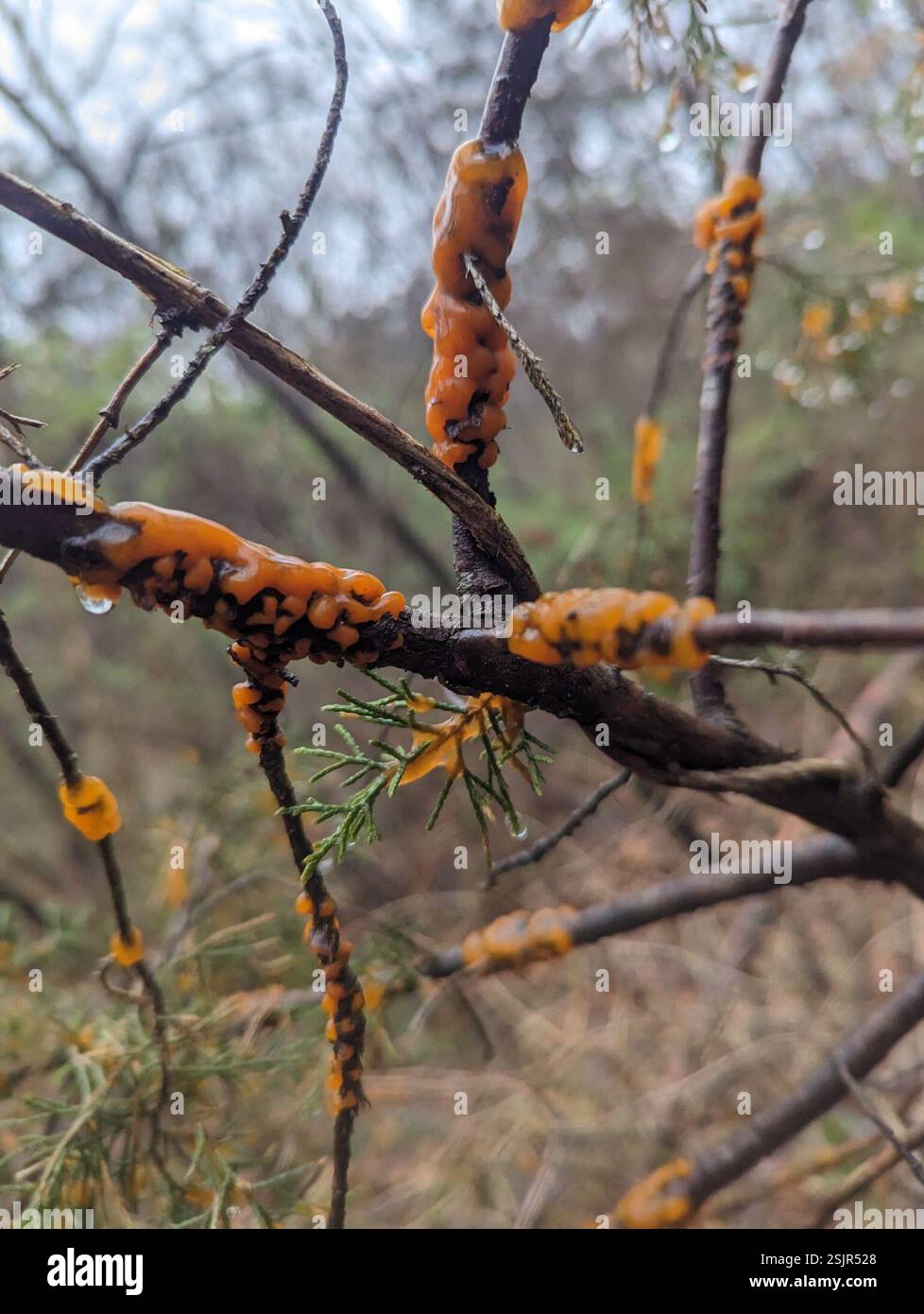 cedar rusts (Gymnosporangium), Fungi, Herndon, VA 20170, USA Stock ...