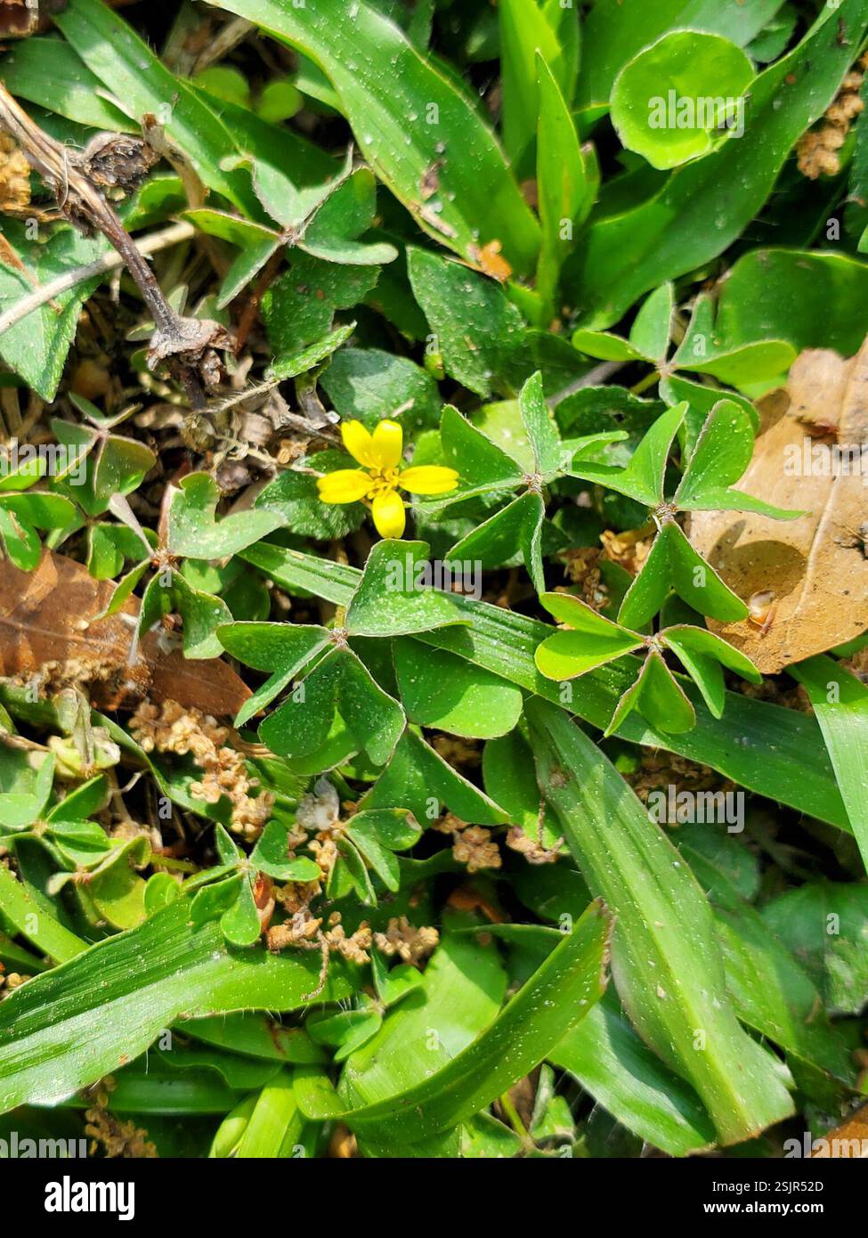 straggler daisy (Calyptocarpus vialis), Plantae, Alachua, Florida ...