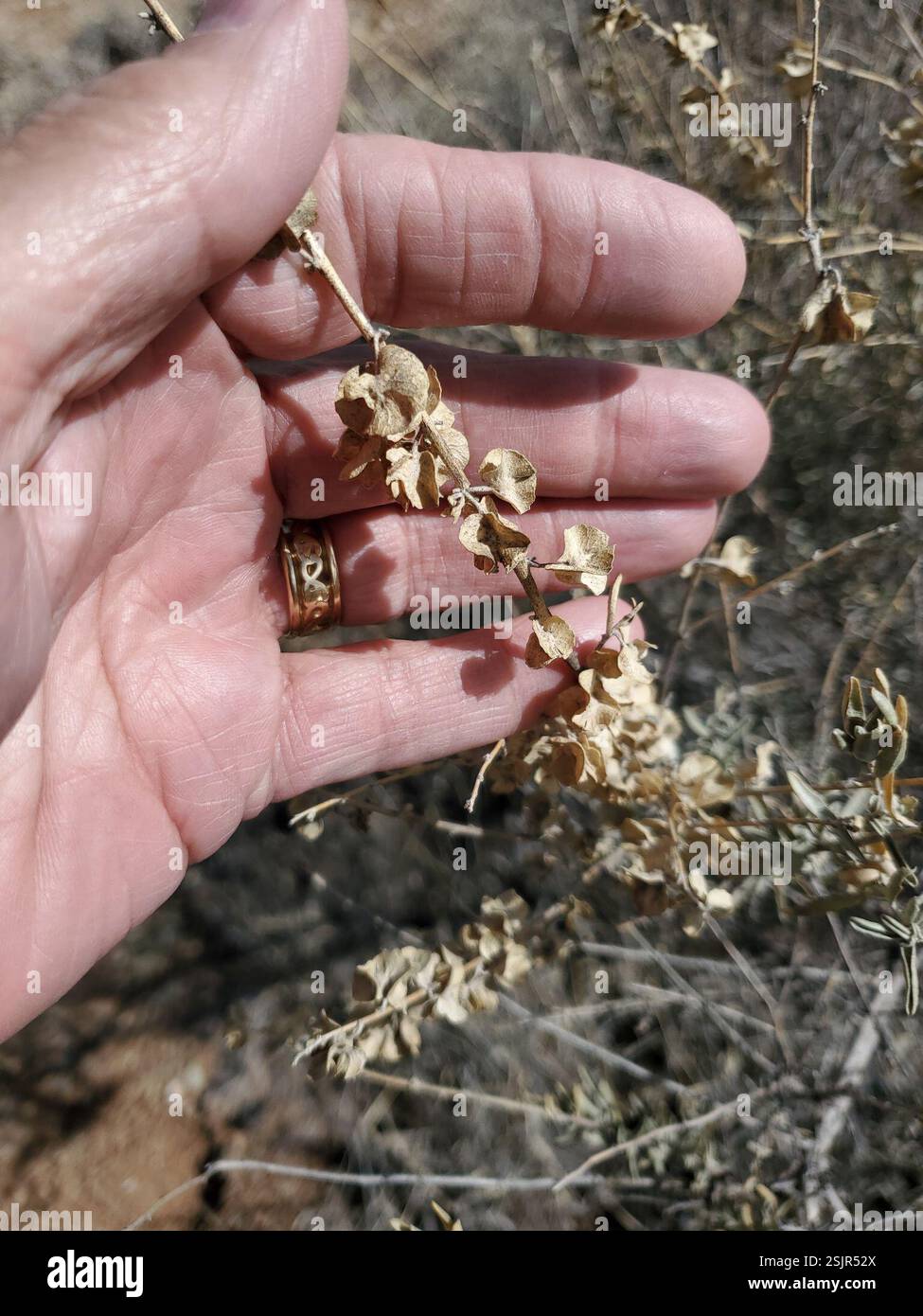 Fourwing Saltbush (Atriplex canescens), Plantae, Santa Fe County, NM ...