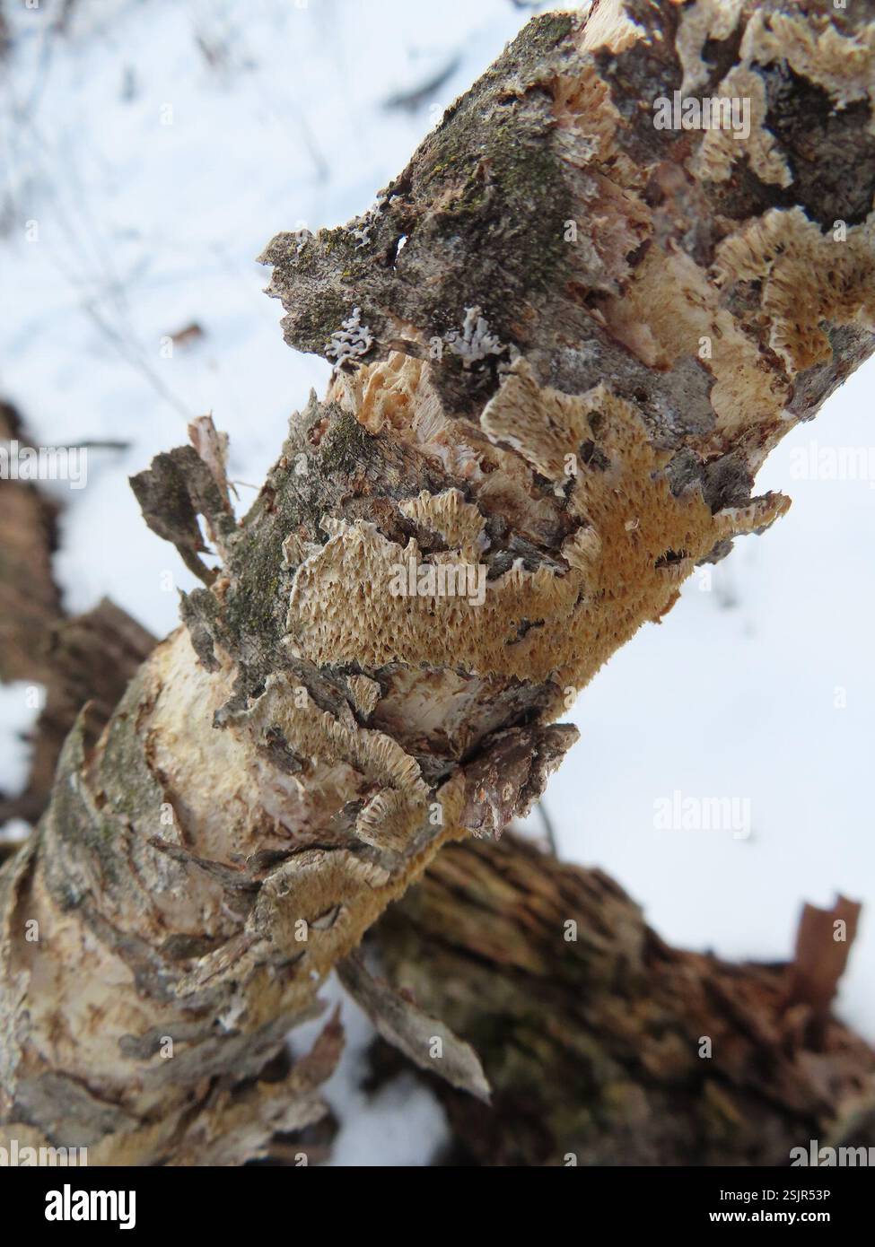 Milk-white Toothed Polypore (Irpex lacteus), Fungi, Dane, Wisconsin ...