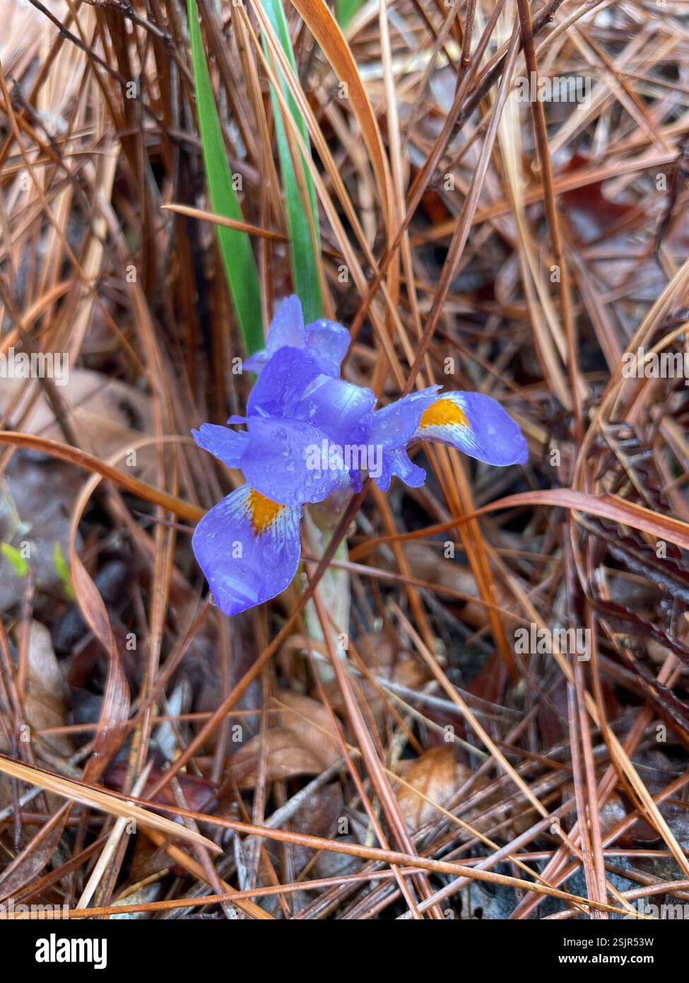 Dwarf Iris (Iris verna), Plantae, Hoffman Rd, Marston, NC, US Stock ...