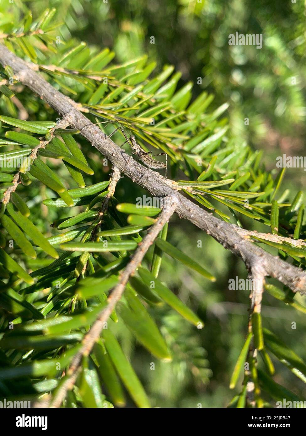Assassin Bugs (Reduviidae), Insecta, The Arboretum State Botanical ...